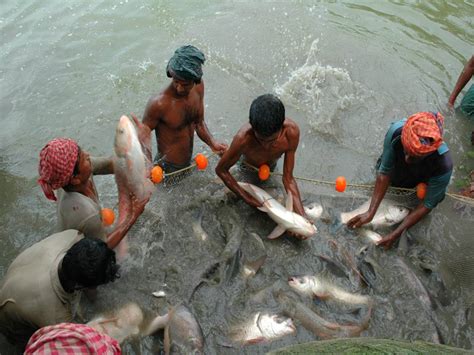 রোগ বালাই এর প্রতিকার সফল মাছ চাষের চাবিকাঠি