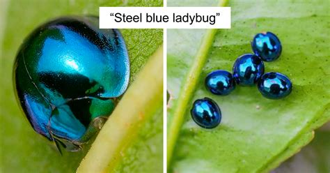Bugs Are Truly Spectacular And Here Are 40 Pics To Prove That Bored Panda