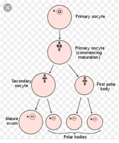 Processs Of Oogenesis