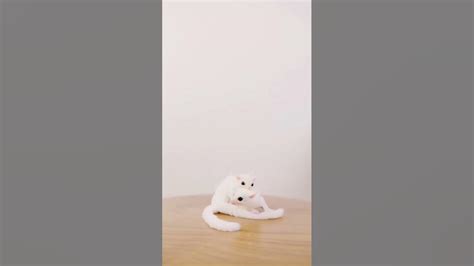 Sugar Gliders Sex Shorts Video Sugar Glider Shorts Youtubeshorts