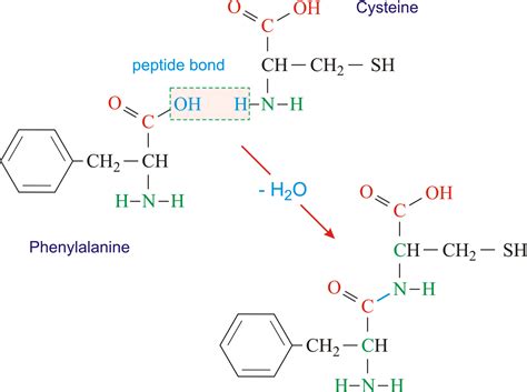 Chemical Structure Peptide Bond Biochemistry