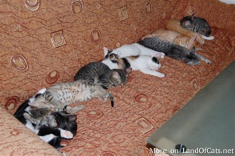 Why Do Cats Sleep So Much Land Of Cats