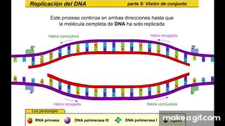 Replicación de ADN on Make a GIF
