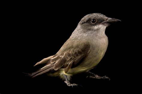 Cassins Kingbird Tyrannus Vociferans Vociferans Joel Sartore