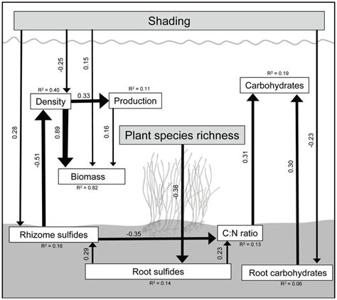 Structural Equation Model On Overall Effects Of Shading And Plant