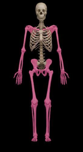 BIOL 232 Appendicular Skeleton Flashcards Quizlet