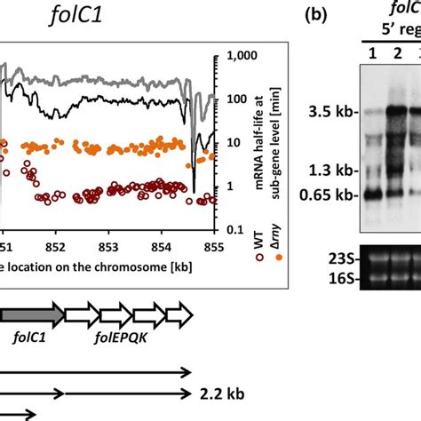 role of rnase y in transcript processing of folc1 a analysis of