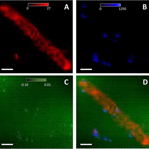A X Ray Microscope At The Hard X Ray Nanoprobe Hxn 3 Id Beamline Download Scientific
