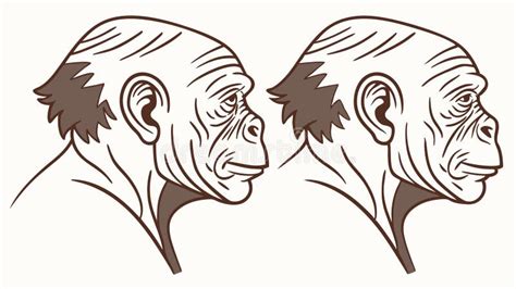 Ape Evolution Stages Primate History And Biology Vector Design Generative Ai Stock Vector