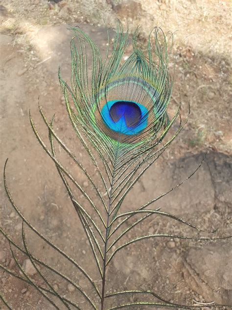 Mor Pankh Vastu Tips Benefits Of Putting Peacock Feathers In India