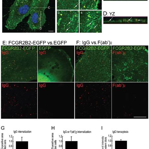 Igg Internalization And Transcytosis In Fcgr2b2 Egfp Expressing Cells