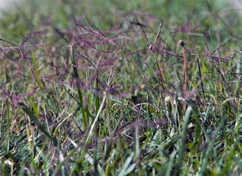 How To Kill Bermuda Grass In Fescue Lawns