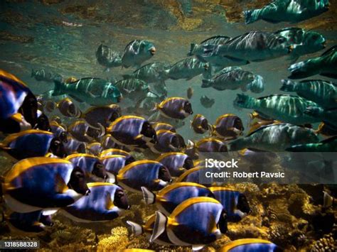 산호초에 생활 물고기의 학교 앵무새와 서지 아름다운 바다 경관 수중 개성 개념에 대한 스톡 사진 및 기타 이미지 개성 개념 물고기 물고기 떼 Istock
