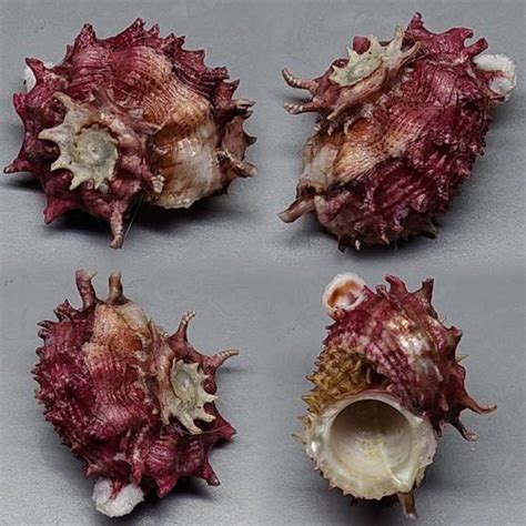 Angaria Poppei 3808325