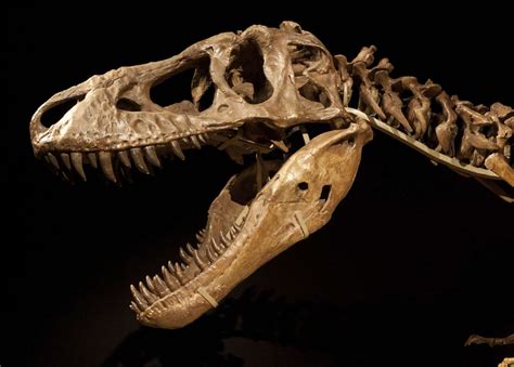 10 Facts About Deinocheirus