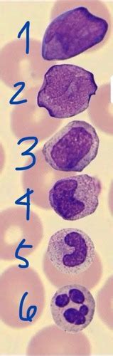 Wbc Stages Of Maturation Flashcards Quizlet