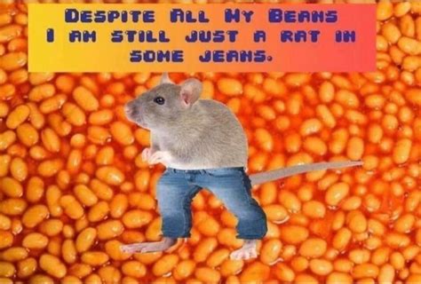 Rat In Jeans Meme By B2 Memedroid