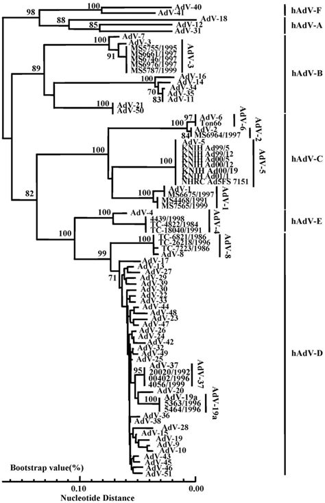 Evaluation Of Phylogeny Based Identification The 350 Bp Sequence Of A