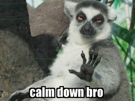 Calm Down Bro R Pics