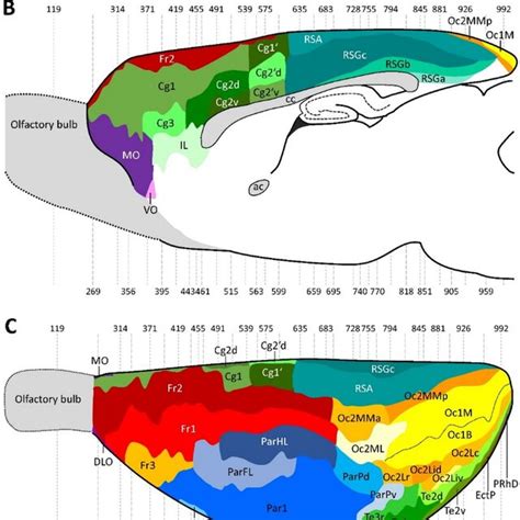 Lateral A Medial B Dorsal C And Ventral D Schematic Views Of