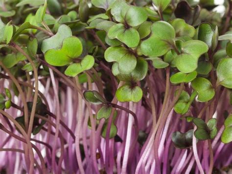 Red Cabbage Microgreen Seeds Open Pollinated Non Gmo