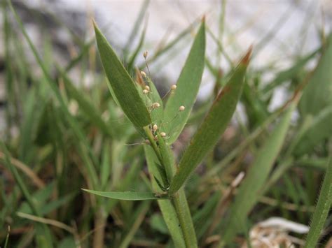 Panicum Fasciculatum Sw Search Native Plant Hub