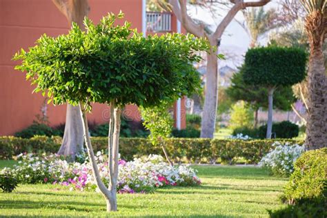 Big Tree Growing In Green Lash Grass Agriculture And Gardening Stock Image Image Of Land