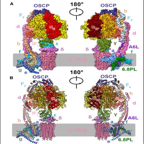 The Architecture Human Mitochondrial Atp Synthase Based On Lai Et Al