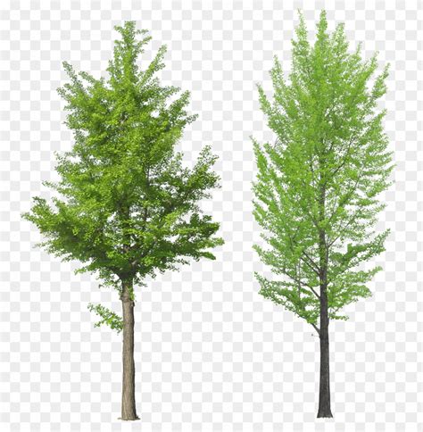 PNG Image Of Tree With A Clear Background Image ID TOPpng