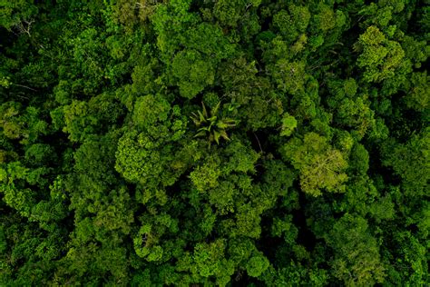 Carbon Offset Certificates Metimur Energy