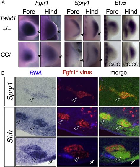 Fgf Signaling Is Compromised In Twist1 Mutants A Fgfr1 And Spry1