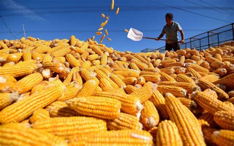 سعر الذرة الصفراء اليوم الثلاثاء في الأسواق المحلية اجري توداي