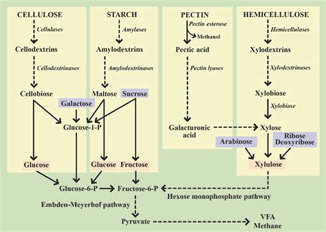 Figure 27 From Chapter 2 Microbiology Of The Rumen Semantic Scholar