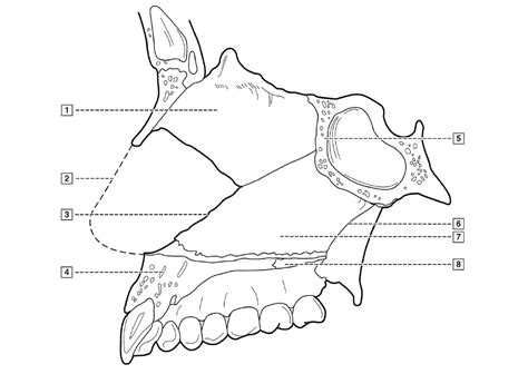 Diagram Of Sagittal Section Medial Wall Nasal Cavity Quizlet
