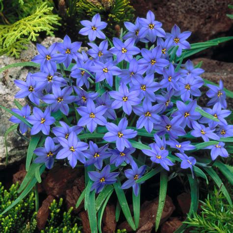 Beautiful Dark Blue Starflower Bulbs For Sale Online Jesse Iplantbulbs
