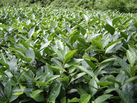 傳統茶文化第109回 武夷茶區現今栽培品種—大紅袍 每日頭條