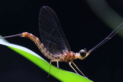 What Is A Mayfly Hatch At Richard Harvey Blog