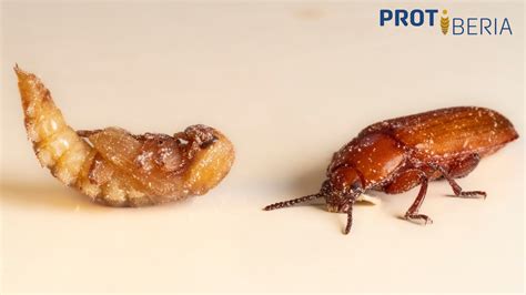 Beetle Pupa How Many Darkling Beetle Pupa Should I Feed R Reptiles