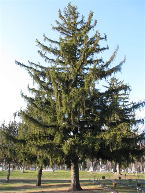 A Closer Look At Cones Norway Spruce EcoBlog