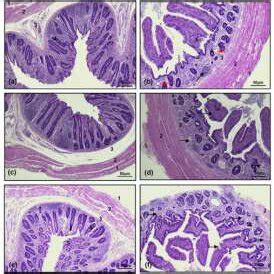 Gambar 11 Histologi Testis Tikus A Grup Kontrol Spermatogonia Download Scientific Diagram