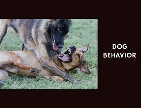 Dog Behavior Zoeta Dogsoul