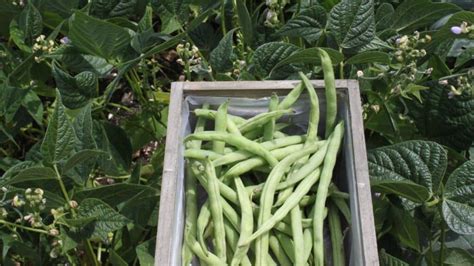 Growing Bush Beans In The Backyard Garden The Rustic Elk