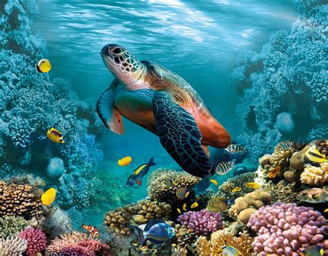 Sea Coral Reef