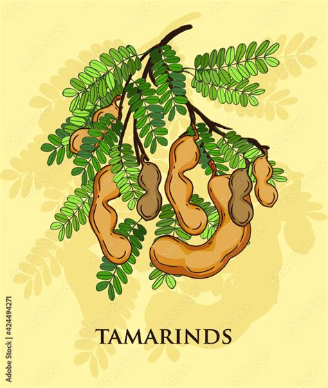 Tamarind Hand Drawn Vector Illustration Of Tamarind Branch With Fruits And Leaves On A Light