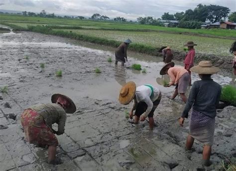 ကလေးမြို့နယ် ချင်းဆိုင်ကျေးရွာတွင် Sri စိုက်နည်းစနစ်ဖြင့် ဧရာမင်းစပါး Fs Rs မျိုးအဆင့် စိုက်ပ