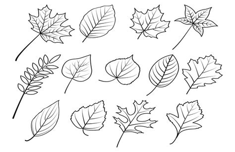 Leaf Drawing