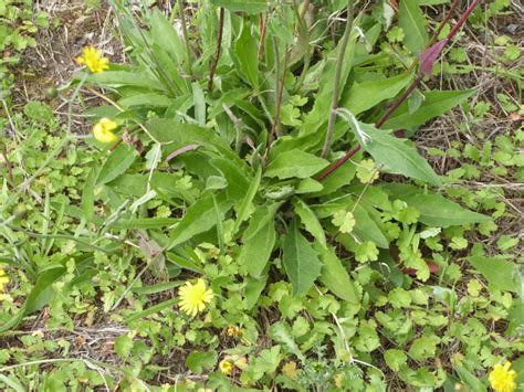 Common Hawkweed Naturespot