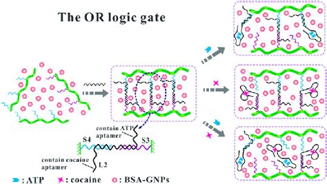 Or Logic Gate System Based On Aptamer Crosslinked Hydrogels And Download Scientific Diagram