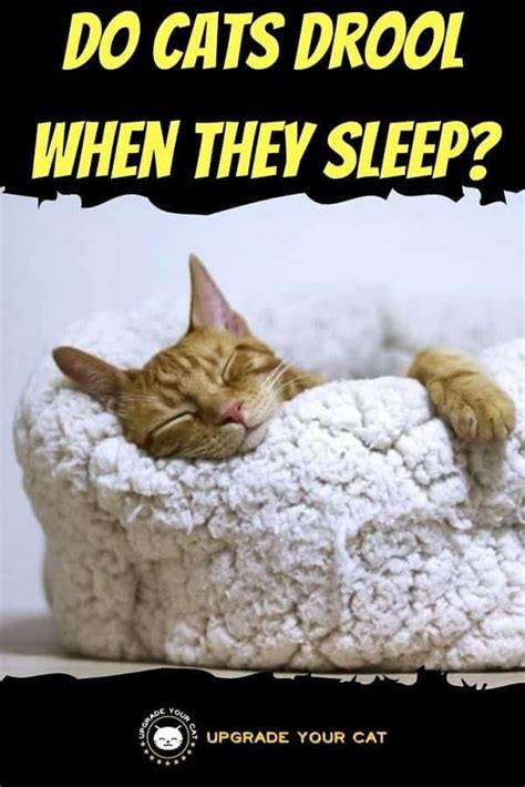 Do Cats Drool When They Sleep 5 Reasons