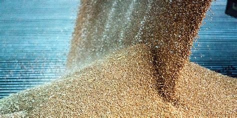 Long Term Grain Storage How To Store Grains Long Term At Home With